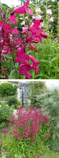 Penstemon garnet store